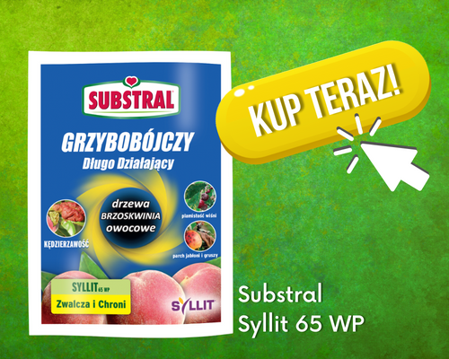 Kędzierzawość brzoskwini - jak zapobiegać? - Sklep Ogrodniczy - GardenFlora - Wszystko Do Ogrodu