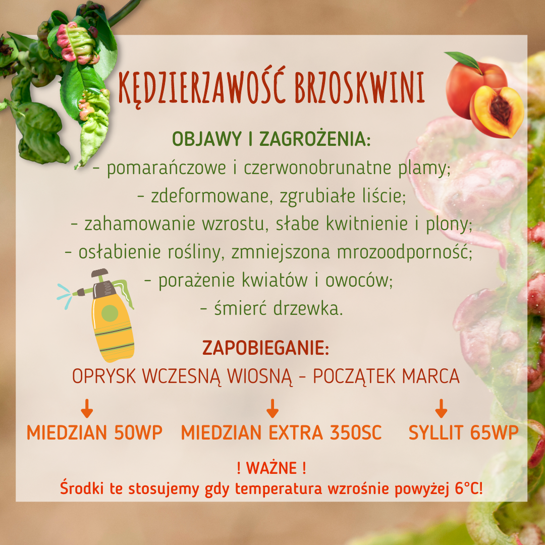Kędzierzawość brzoskwini - jak zapobiegać? - Sklep Ogrodniczy - GardenFlora - Wszystko Do Ogrodu