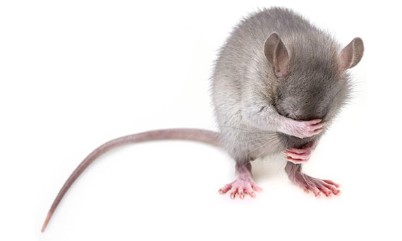 Gryzonie - futerkowe szkodniki - Sklep Ogrodniczy - GardenFlora ...