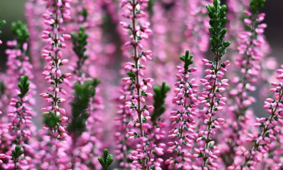 Jak pielęgnować wrzosy? - Sklep Ogrodniczy - GardenFlora - Wszystko Do ...