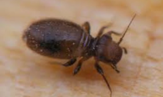 Psotnik zakamarnik, Psotniki, Gryzki - opis, charakterystyka, zwalczanie